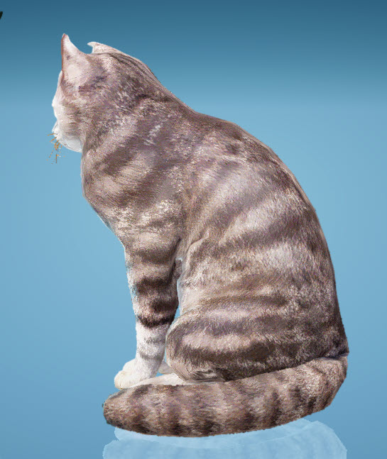 BDO Fashion | Orange Brindle Cat (Black Desert Online)