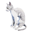 BDO Fashion | Pet Appearance Change Options (Black Desert Online)