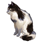 BDO Fashion | Pet Appearance Change Options (Black Desert Online)