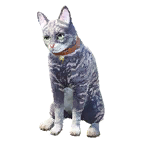 BDO Fashion | Pet Appearance Change Options (Black Desert Online)
