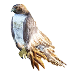 BDO Fashion | Pet Appearance Change Options (Black Desert Online)