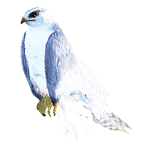 BDO Fashion | Pet Appearance Change Options (Black Desert Online)