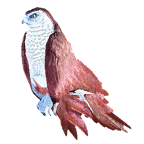 BDO Fashion | Pet Appearance Change Options (Black Desert Online)