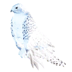 BDO Fashion | Pet Appearance Change Options (Black Desert Online)