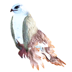 BDO Fashion | Pet Appearance Change Options (Black Desert Online)