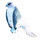 BDO Fashion | Pet Appearance Change Options (Black Desert Online)