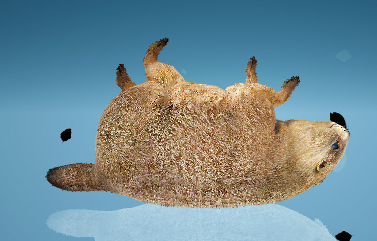 BDO Fashion | Marmot (Black Desert Online)