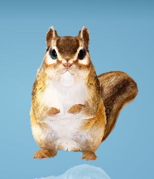 BDO Fashion | Phoniel Squirrel (Black Desert Online)